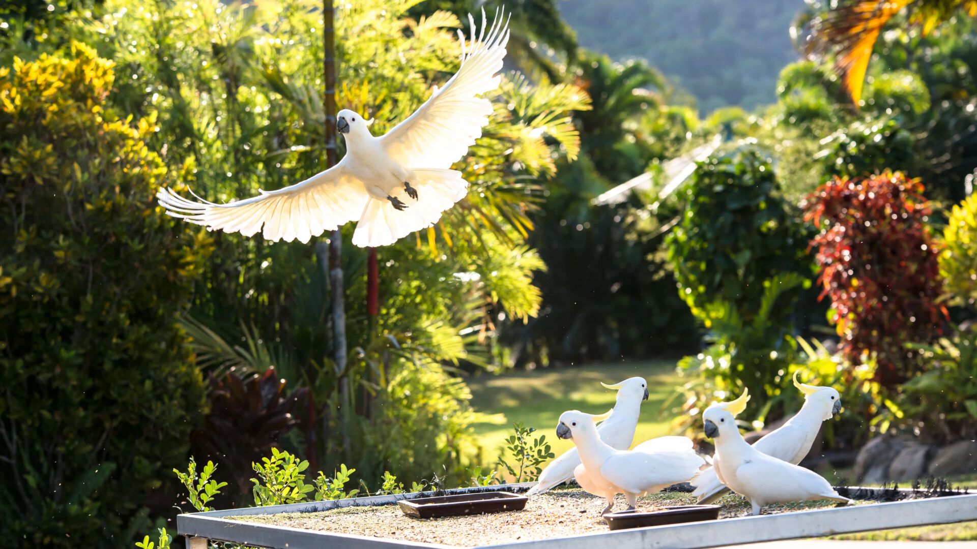 Amaroo Rainforest Resort | Resorts Magnetic Island | at Hotels